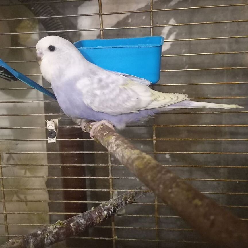 Волнистый попугай самка