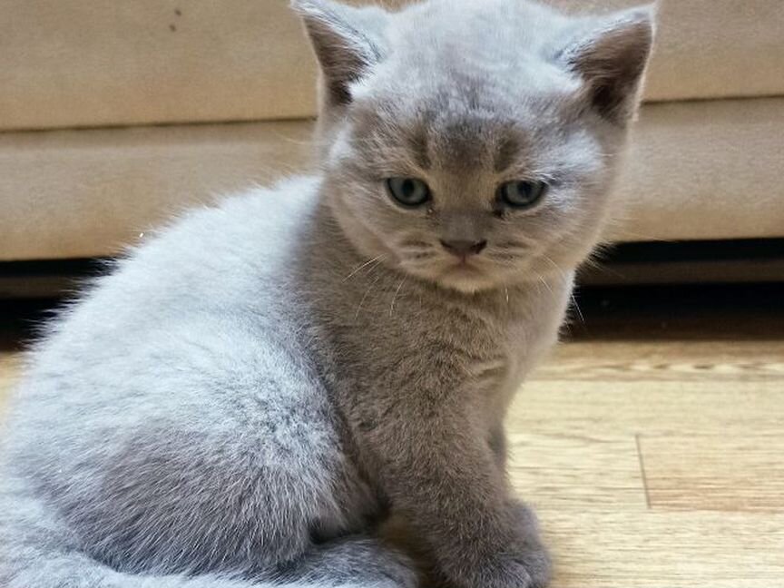 Британский котенок
