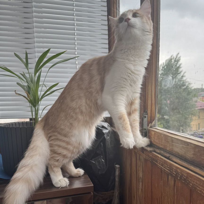 Кошка в дар