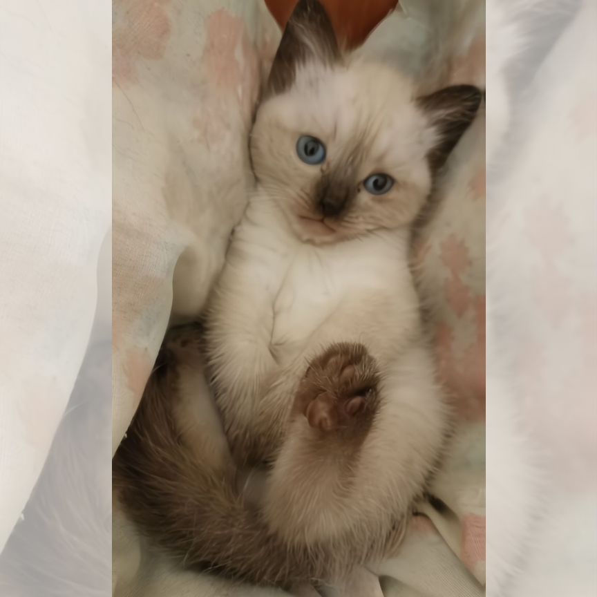 Тайский котёнок