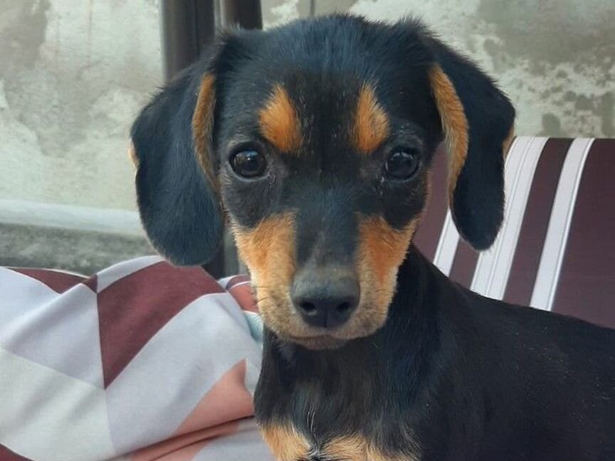 Две спасенные малышки