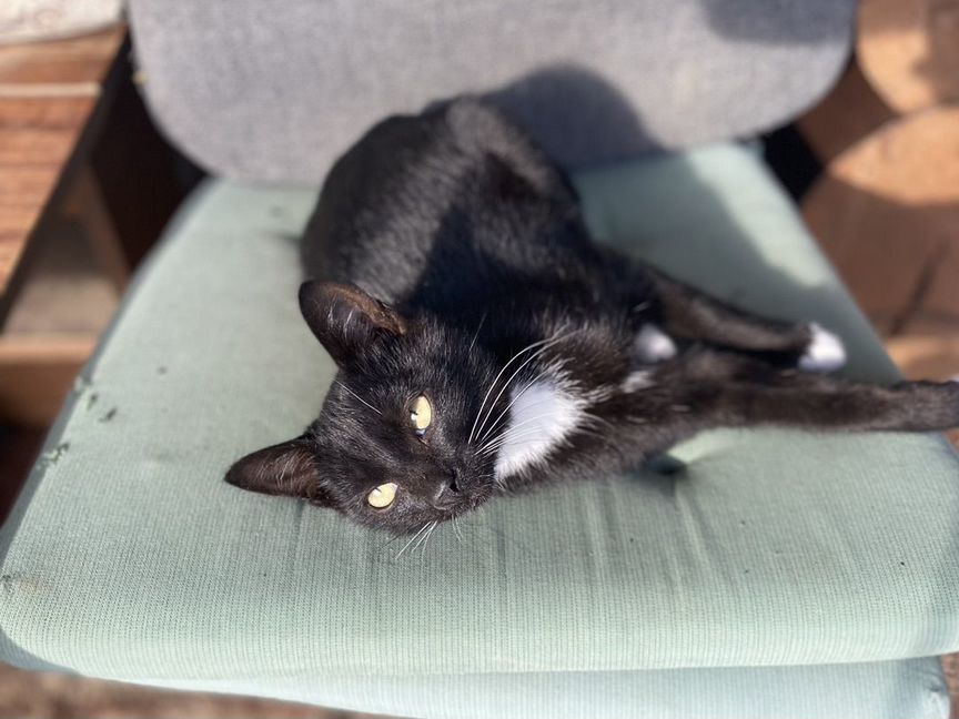 Котёнок 4 месяца (имя Милаш) в добрые руки