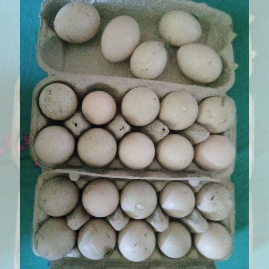 Инкубационное яйцо индоутки