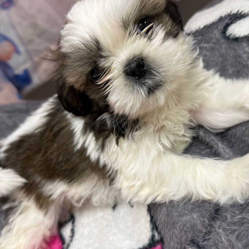 Девочка ши- цу