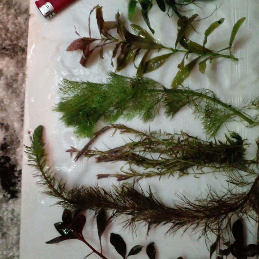 Растение в аквариумное