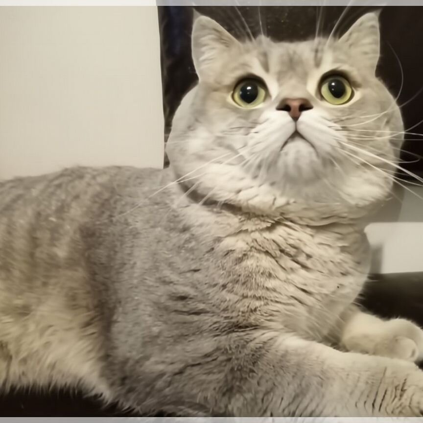 Шотландский вислоухий короткошёрстный котёнок