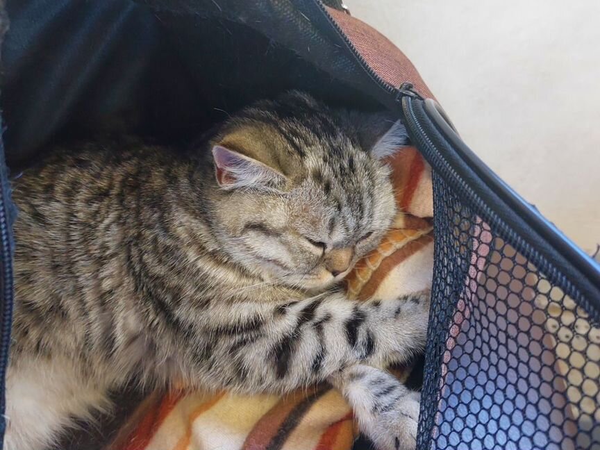 Шотланский котенок