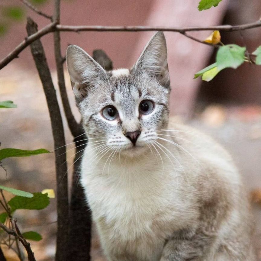 Кошка красивая бесплатно