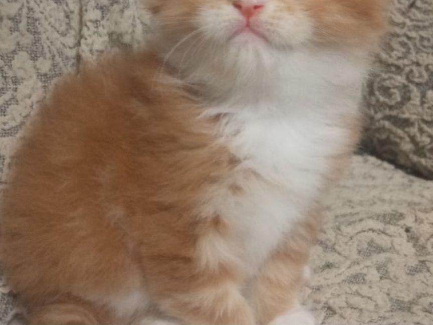 Мейн-кун котята чистокровные Великолепный подарок