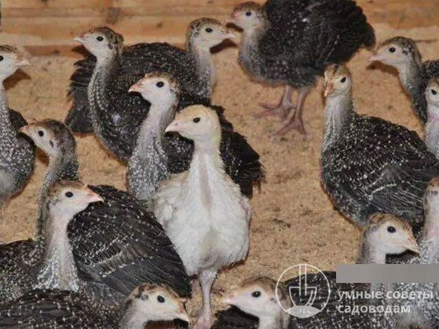 Индюшата бройлерные,бройлер подрощенный