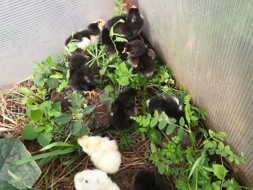 Цеплята от домашних кур 20 голов