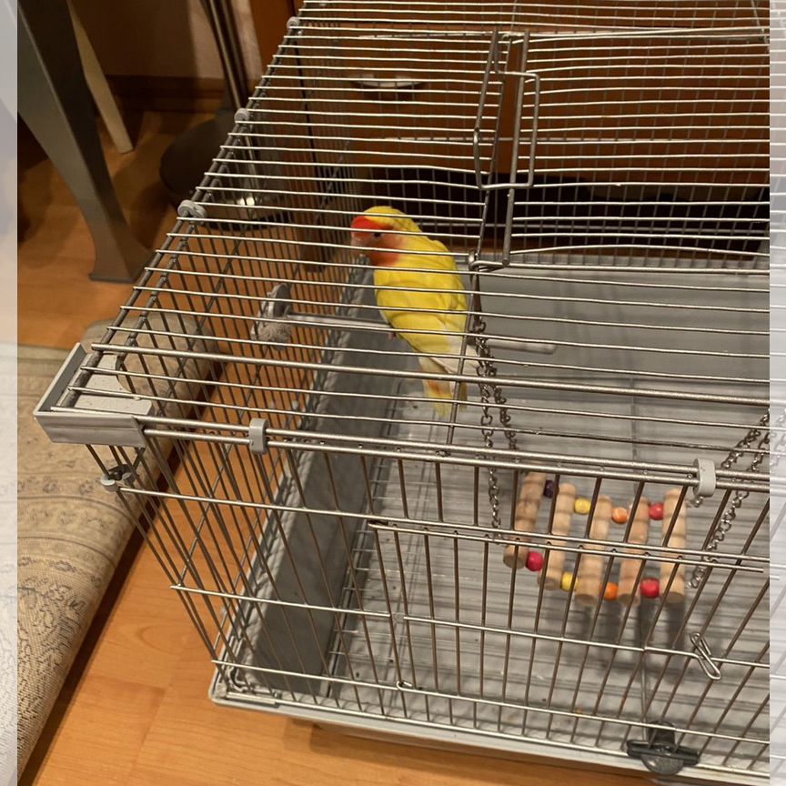 Попугай неразлучник, желтый, самка, 1 год