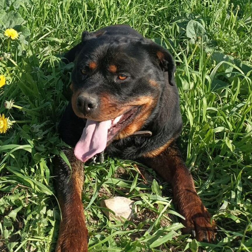 Ротвейлер, взрослая собака