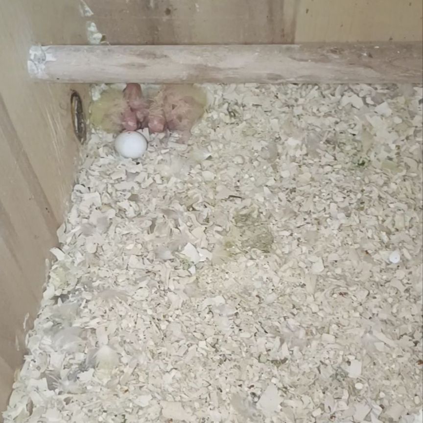 Птенцы Корелл