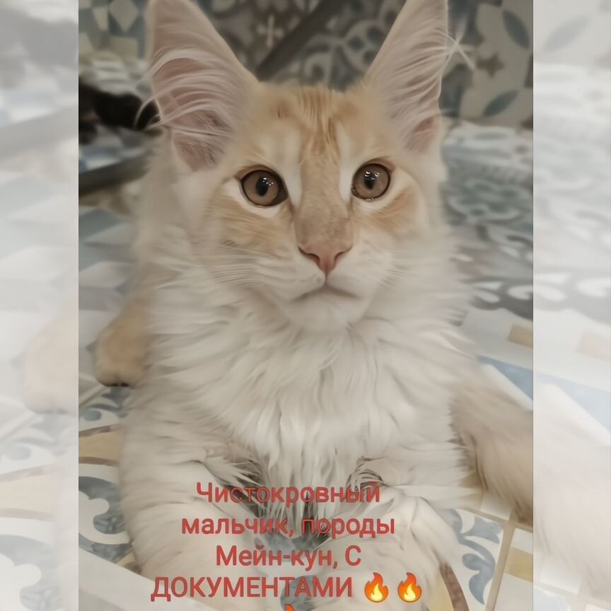 Мейн-кун котёнок