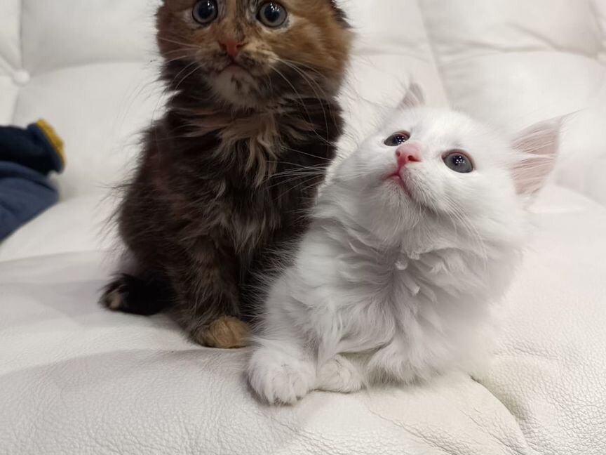 Красивые котята