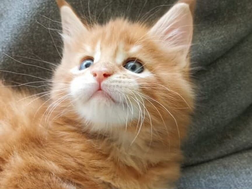 Котёнок Мейн-Кун