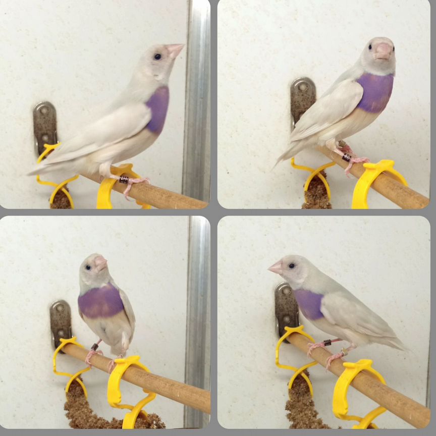 Самка Амадина Гульда (серебро)