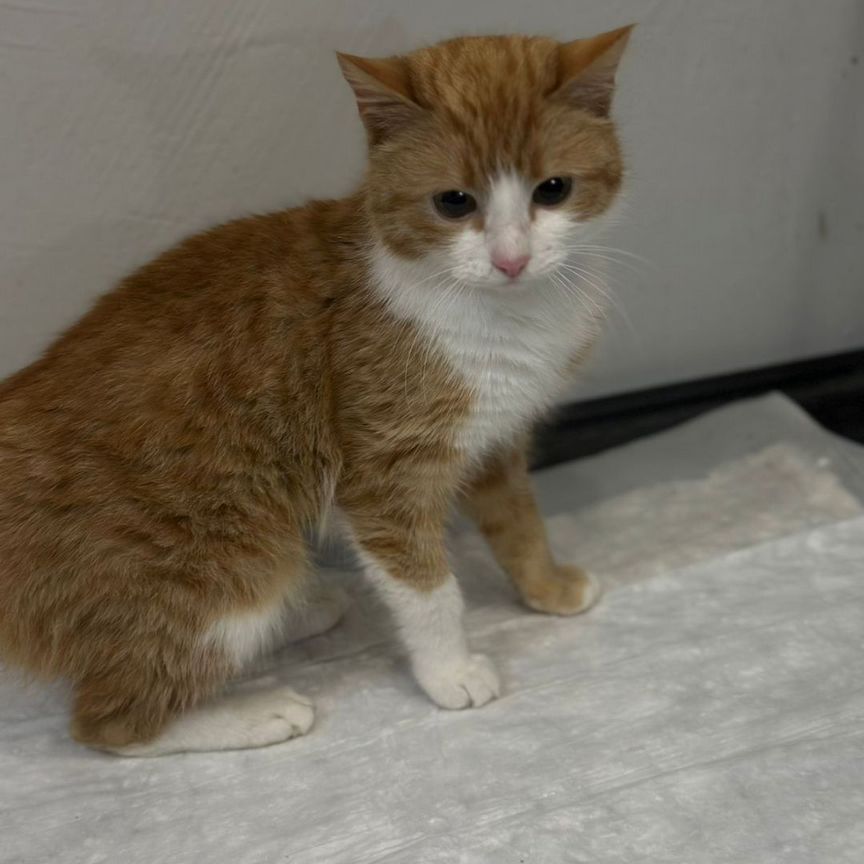 Ищет новую семью