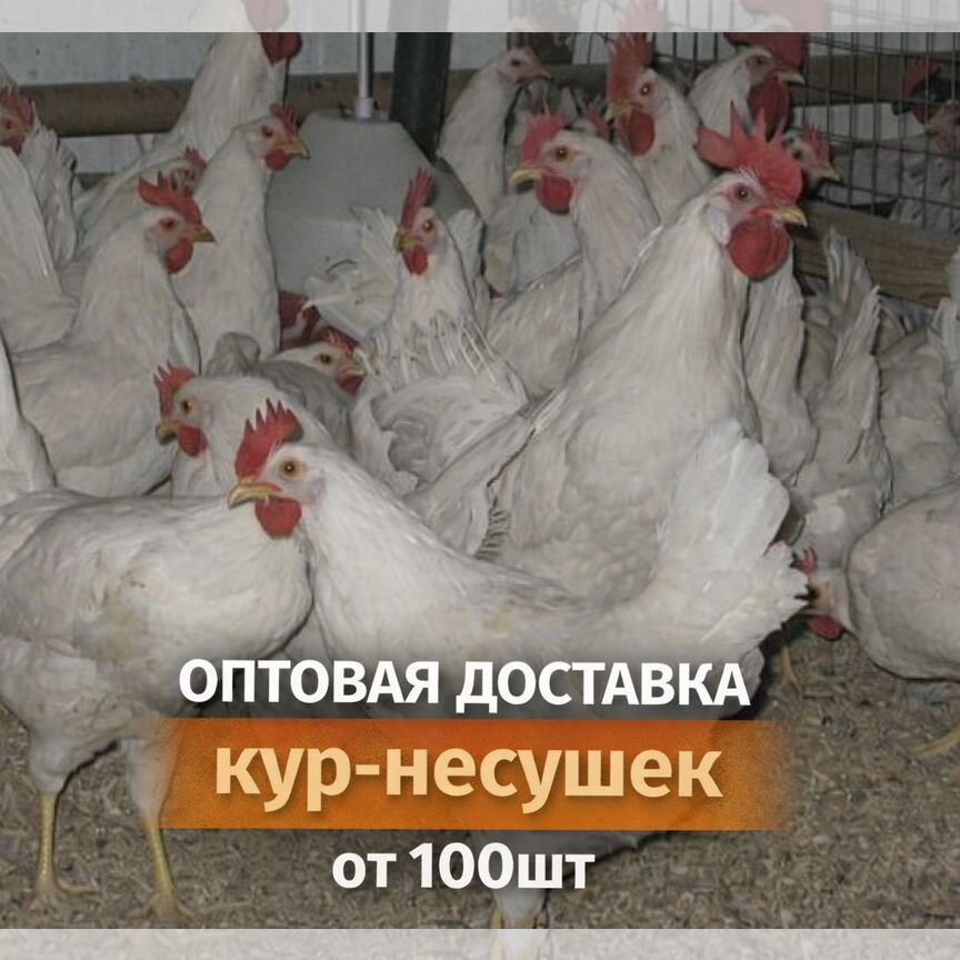 Куры молодки несушки с доставкой оптом