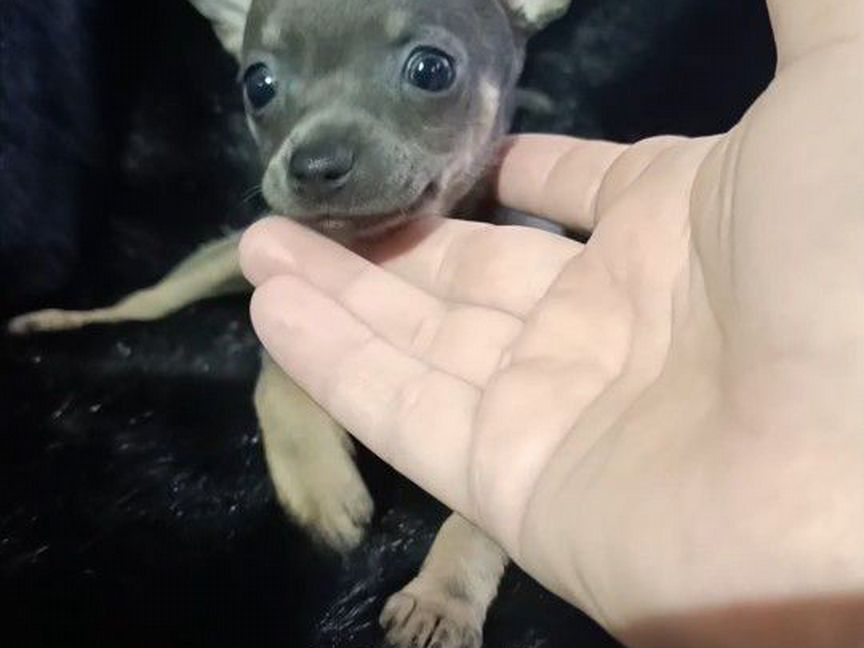 Той-терьер куколка в редком окрасе с родословной