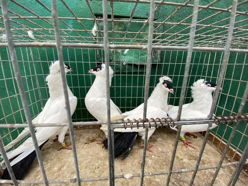 Голуби монахи