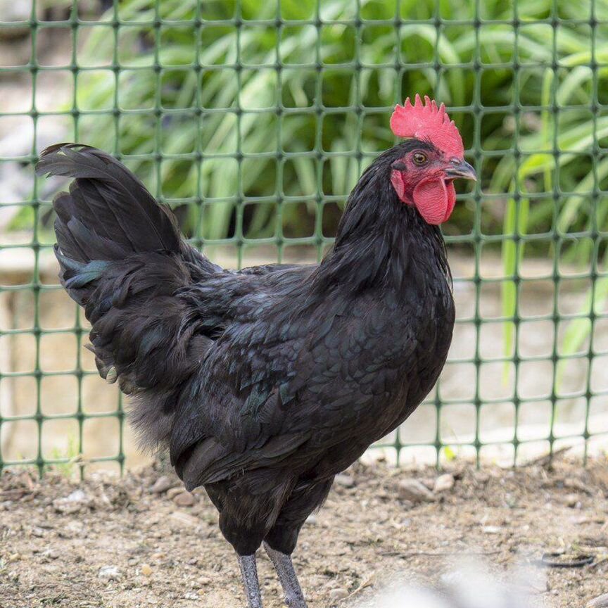 Петух синь синь дянь