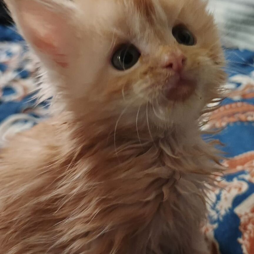 Мейн-кун котёнок