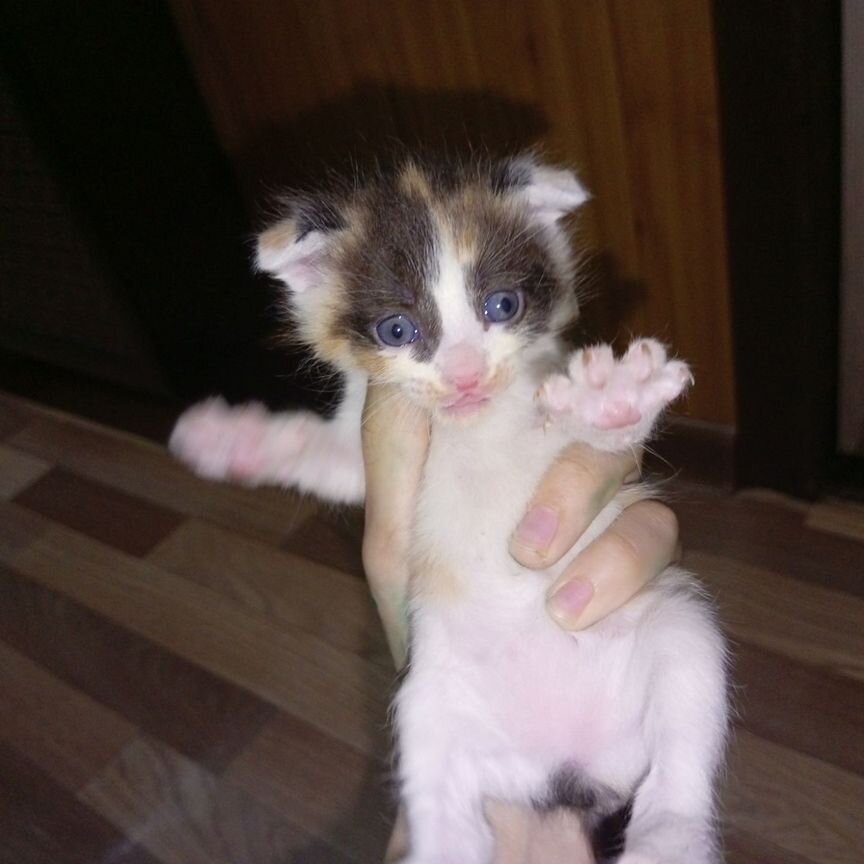 4 котенка ищут любящих хозяев