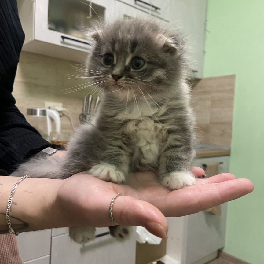 Всем приветик, продаю вислоухого котеночка