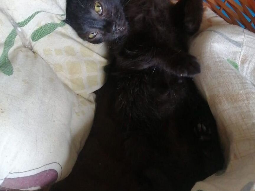 Черный котенок с окрасом под соболя