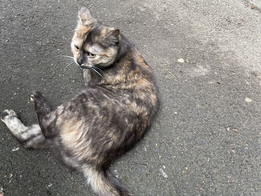 Кошки в добрые руки бесплатно