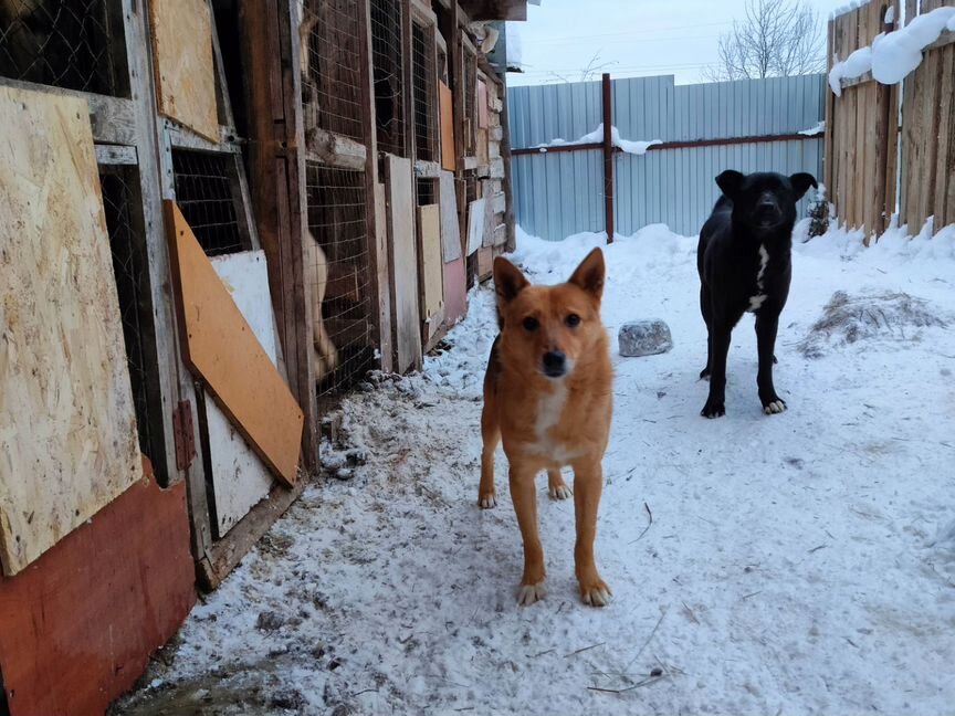 В добрые руки