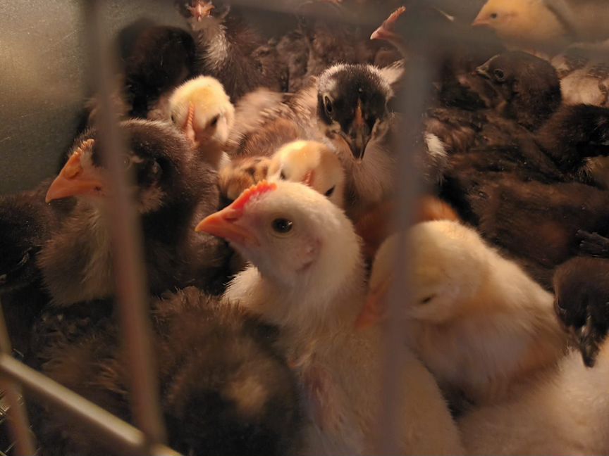 Цыплята несушки