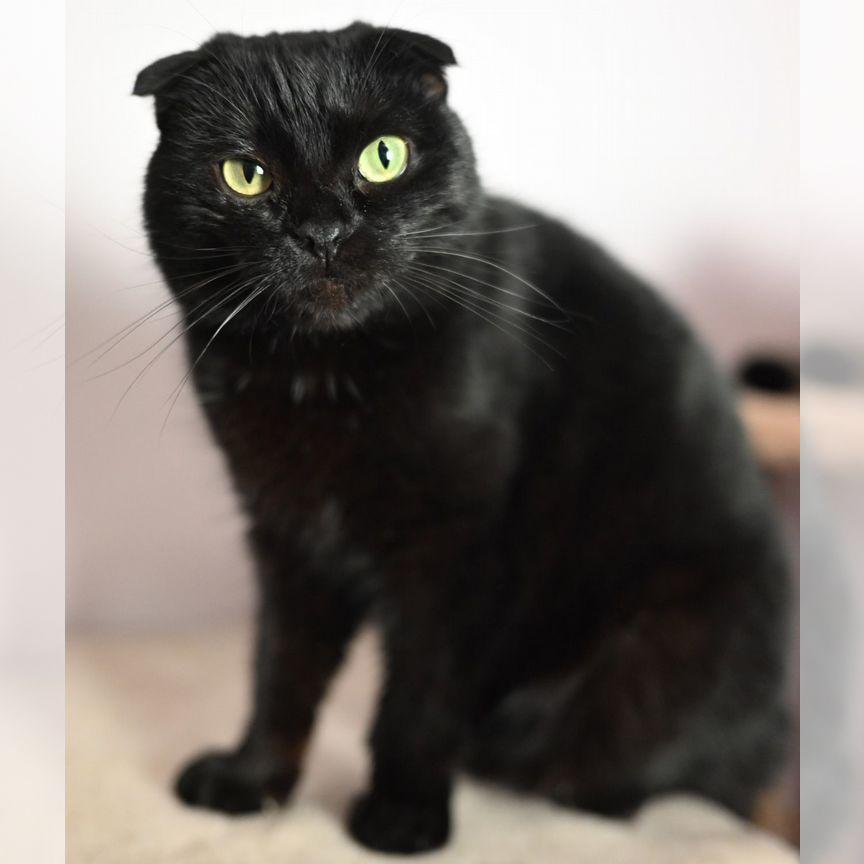 Вислоухая кошка (из приюта)