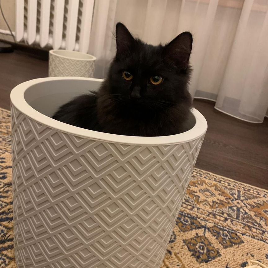 Котик подросток