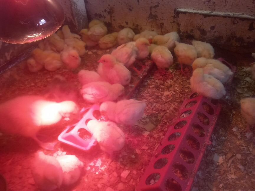 Цыплята несушки
