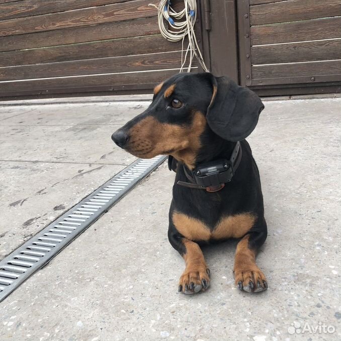 Кроличья жесткошерстная такса