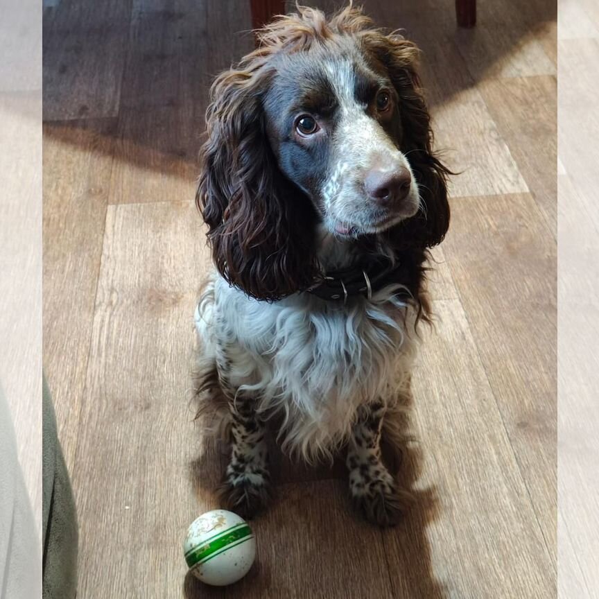 Русский охотничий спаниель, щенок