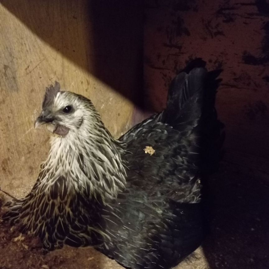 Цыплята помесные