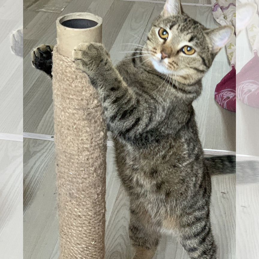 Кошки бесплатно