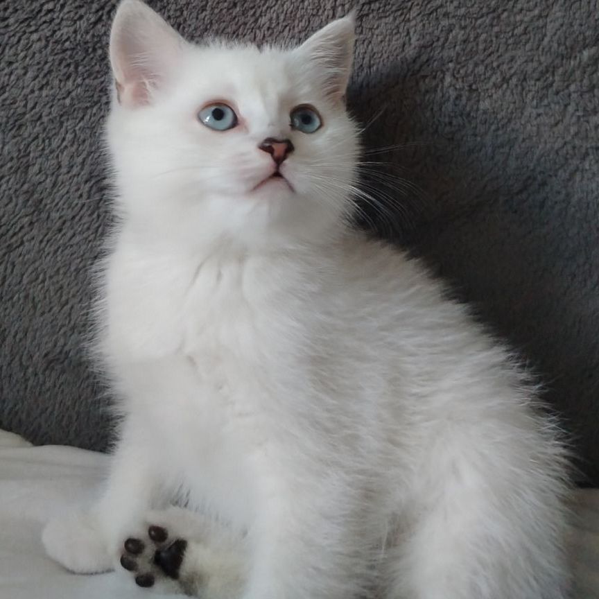 Шотландский прямоухий короткошёрстный котёнок
