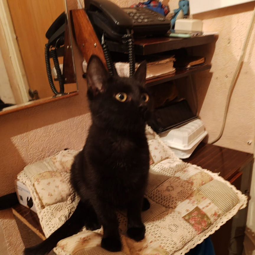 Бомбейский котёнок