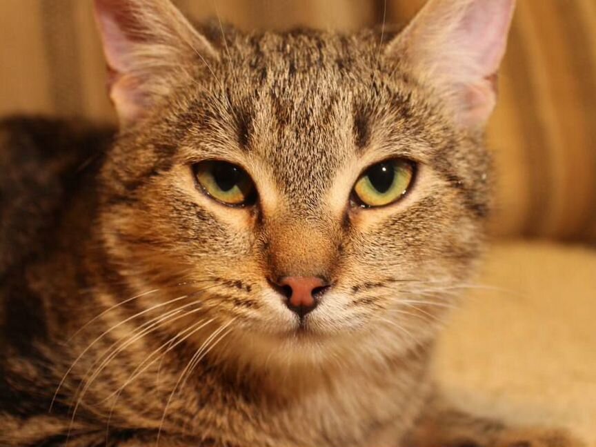 Котёнок Лео в добрые руки