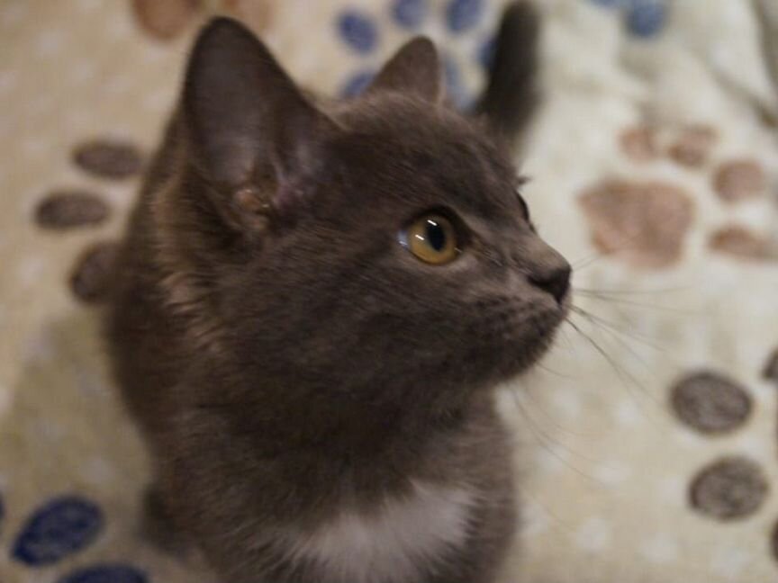 Котята