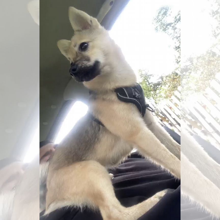 Померанский шпиц, щенок