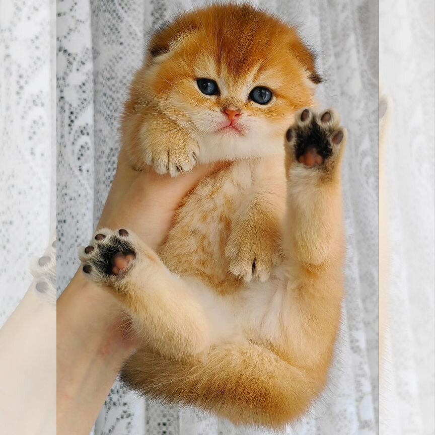 Шотландский вислоухий короткошёрстный котёнок
