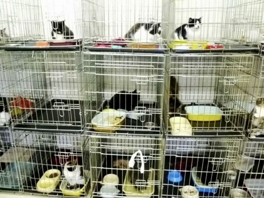 Корм для бездомных кошек