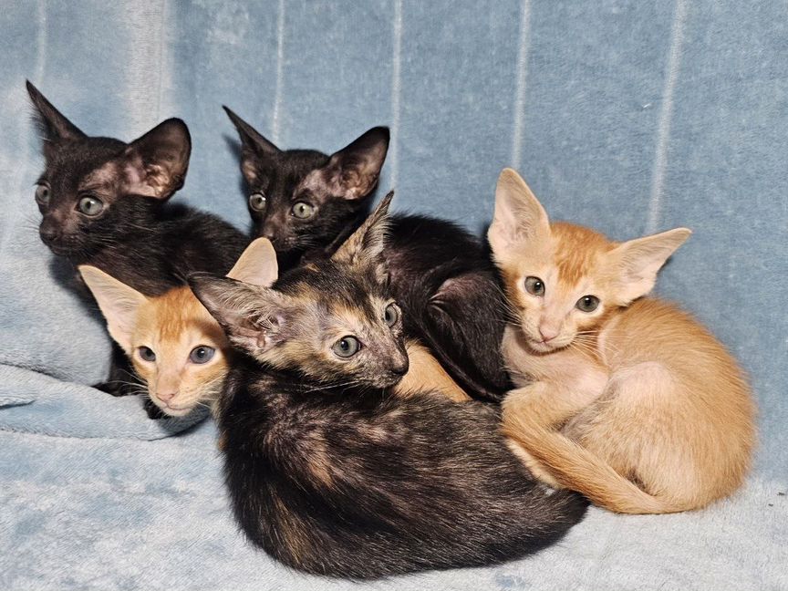 Ориентальные котята