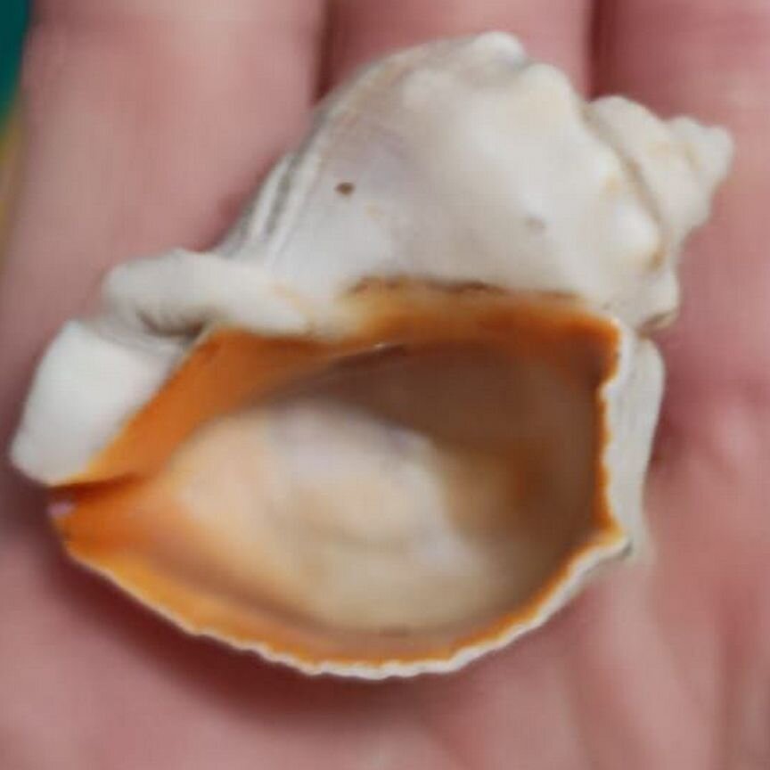 Морские ракушки раковины